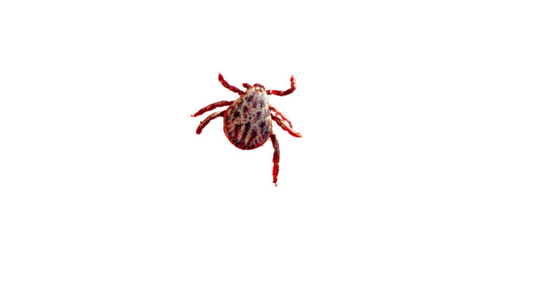Lone Star Ticks | Pest Identification