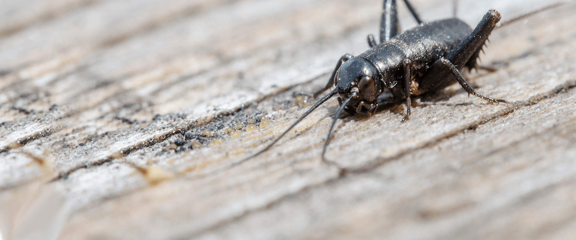 Crickets | Pest Identification