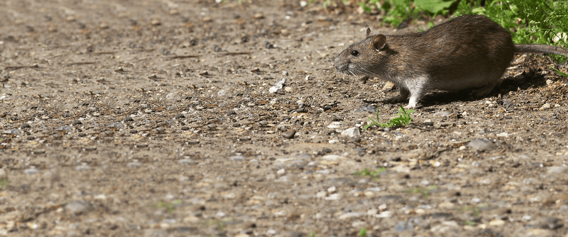 Rats | Pest Identification