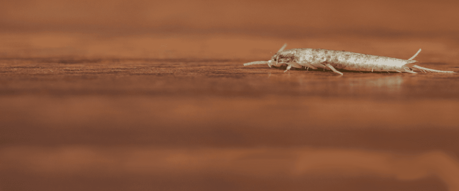 Silverfish | Pest Identification