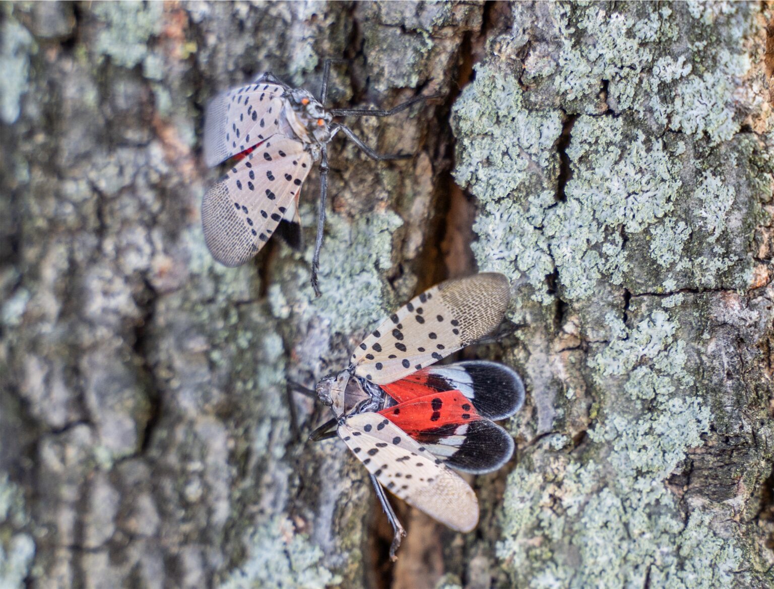 Tree Pest Control: Keeping Invasive Species Away | American Pest