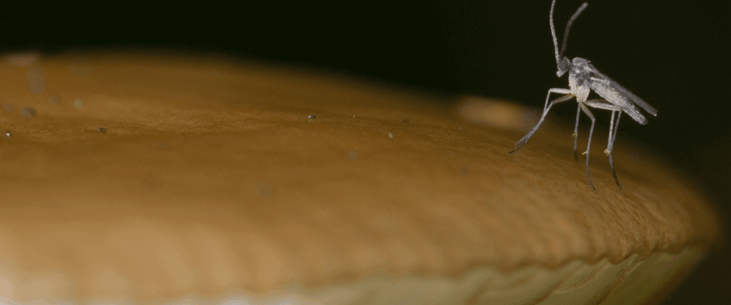 What are these tiny flies in my potting soil?