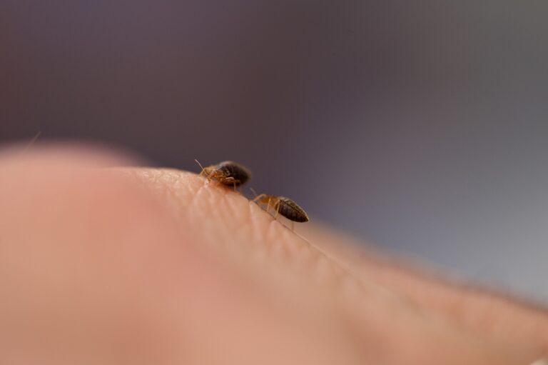 Insect And Rodent Pest Identification Library | American Pest