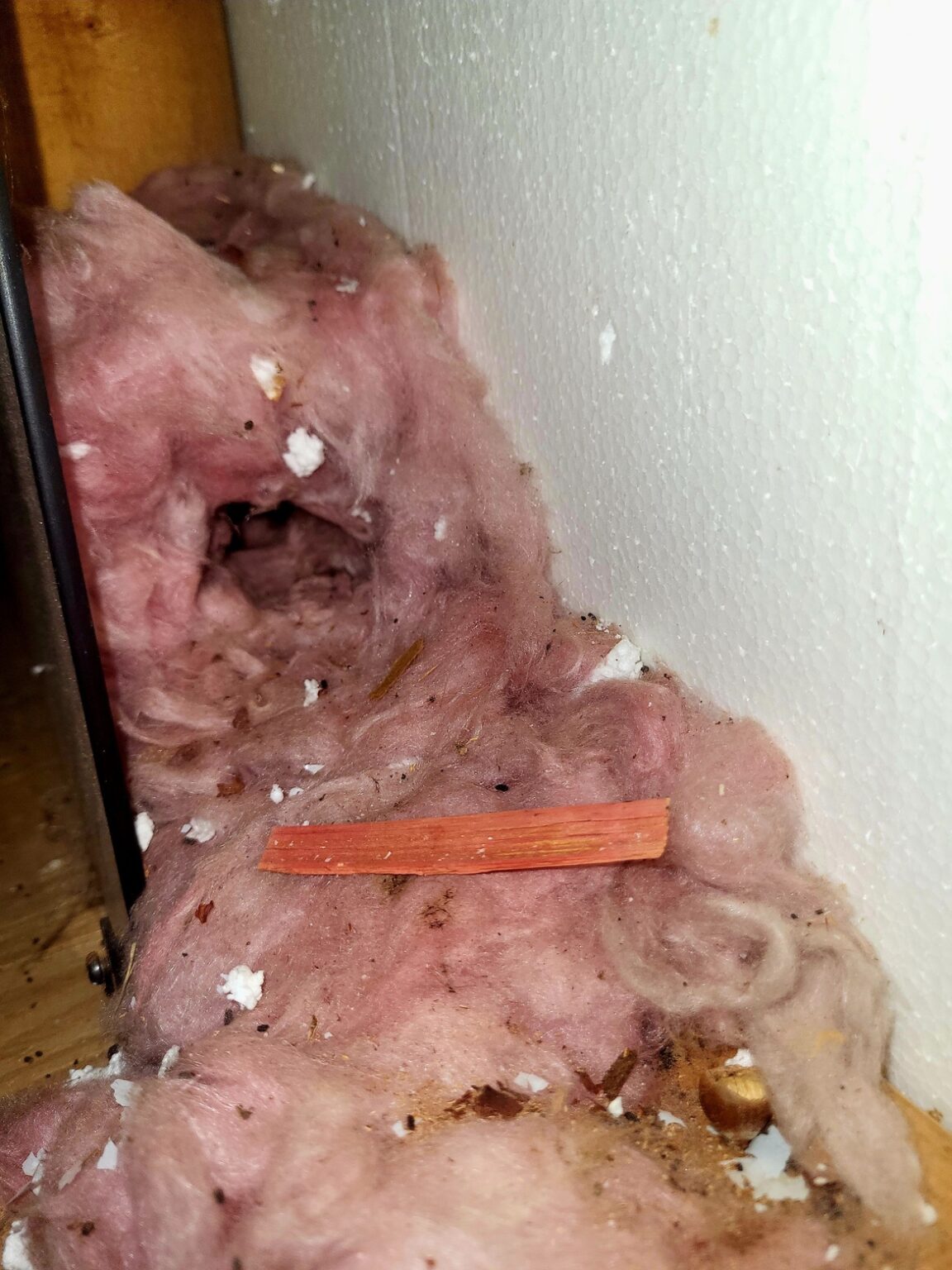 How Rodents Use Insulation To Build Nests During Winter