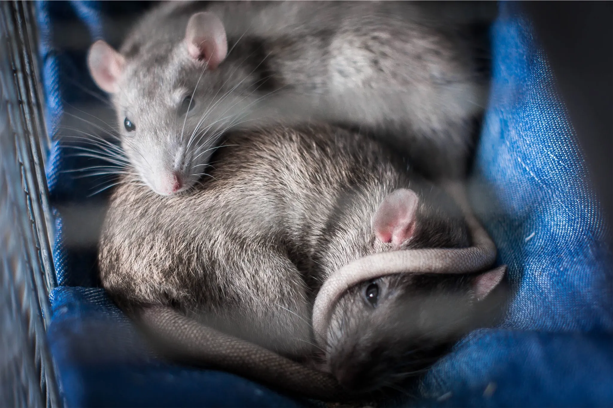 The Trick To Handling A Rat Infestation In Your DC Home