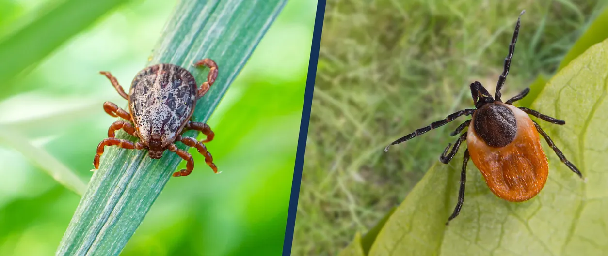 Dog Tick vs. Deer Tick: How to Tell the Difference